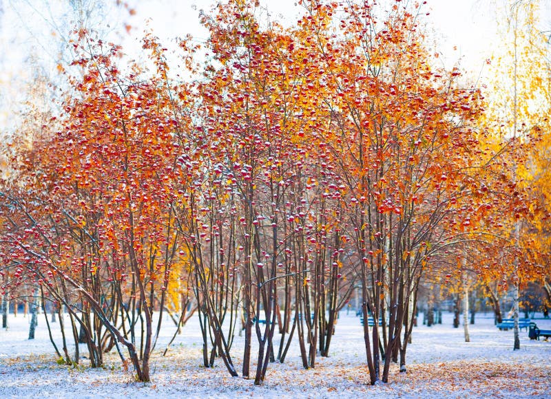 Rowan Trees Stand in the Snow in a City Park Stock Image - Image of ...