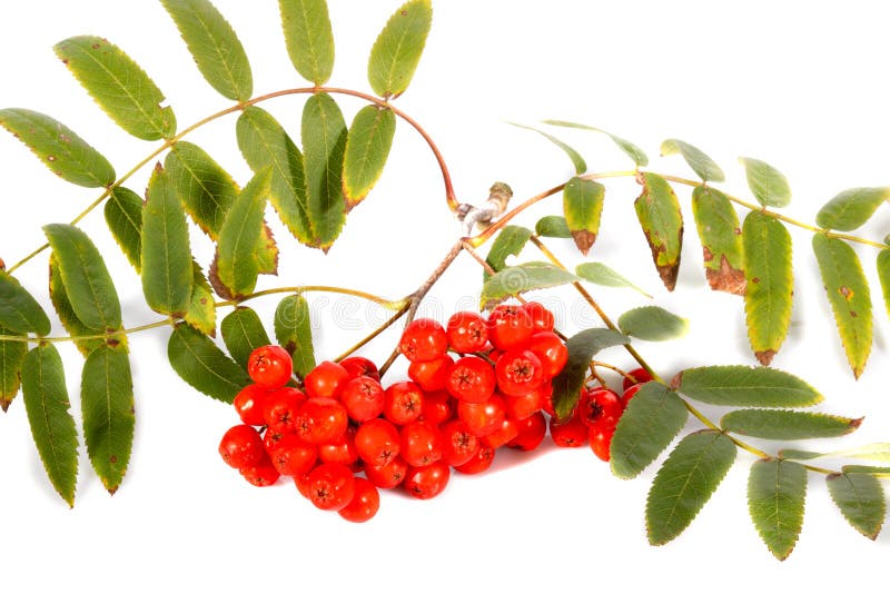 Rowan twig stock image. Image of berry, bunch, plant - 27391583