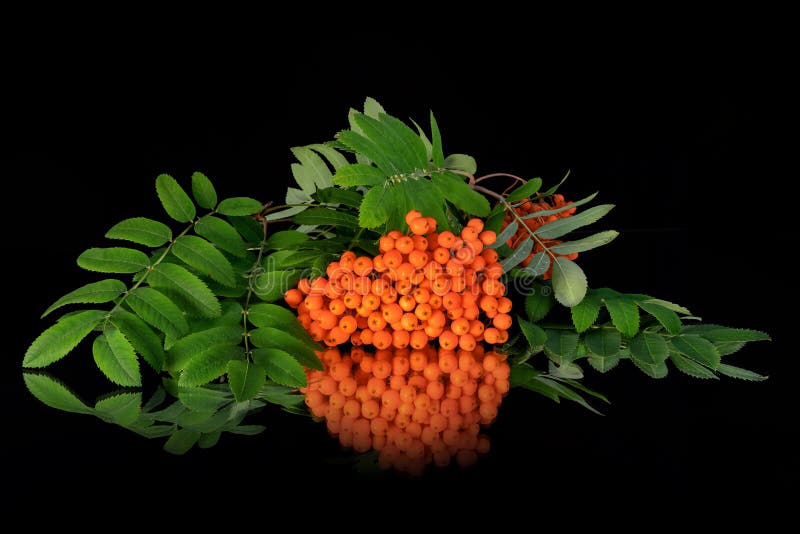 Rowan twig stock image. Image of rowanberry, green, autumn - 1336455