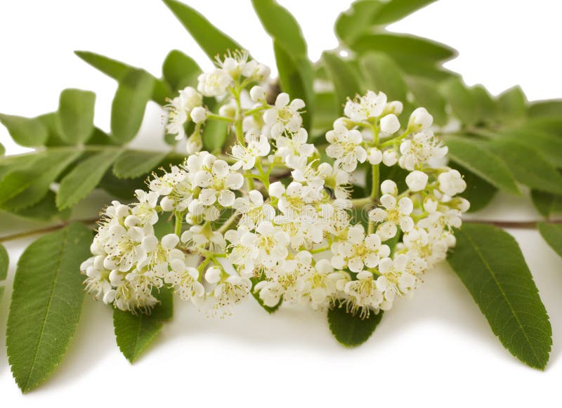 Rowan Twig Leaves with Raindrops Close Up Stock Image - Image of ...