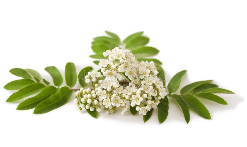 Rowan Twig Leaves with Raindrops Close Up Stock Image - Image of ...