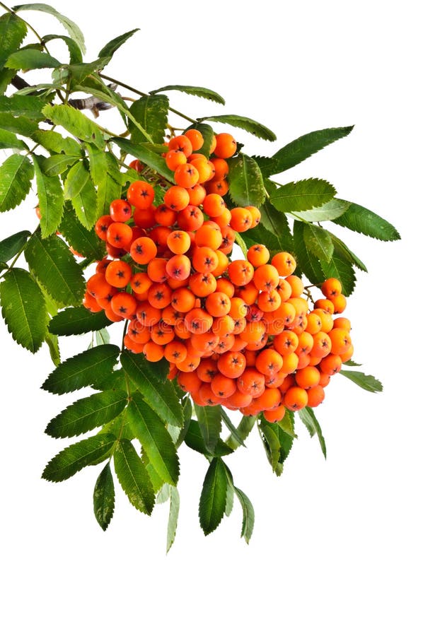 The Rowan Twig with Ripe Red Berries on a Tree Stock Photo - Image of ...