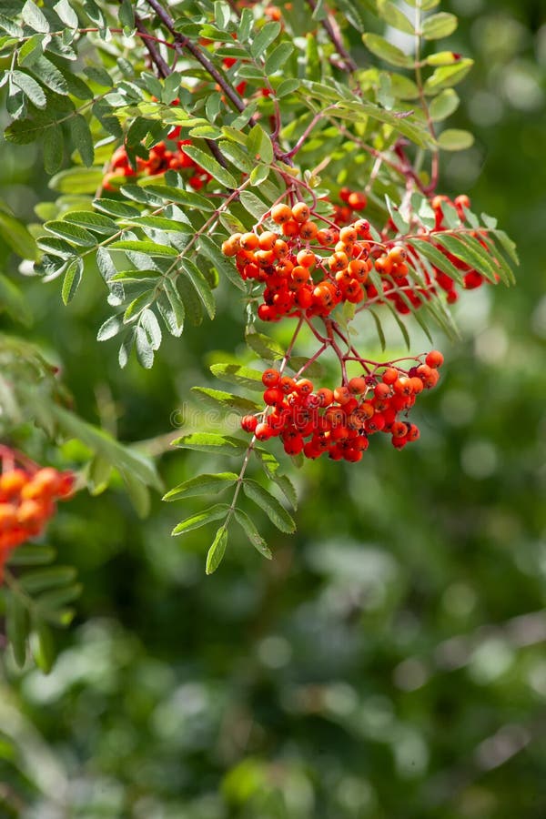 Rowan is a Valuable Fruit, Medicinal and Decorative Plant. a Bunch of ...