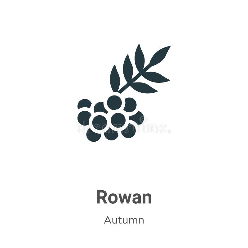 Rowan Vector Icon on White Background. Flat Vector Rowan Icon Symbol ...