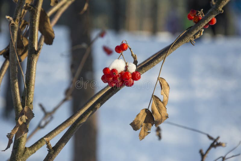 Rowan Winter Berries Under the Snow Cap Stock Photo - Image of covered ...