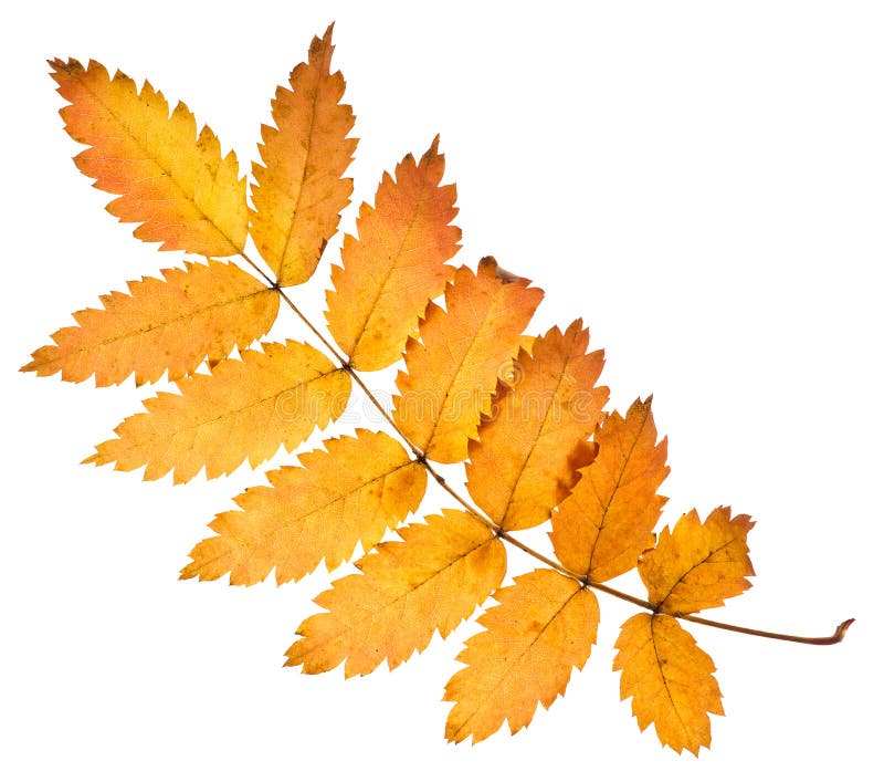 Rowan yellow leaf isolated stock image. Image of tree - 45206763