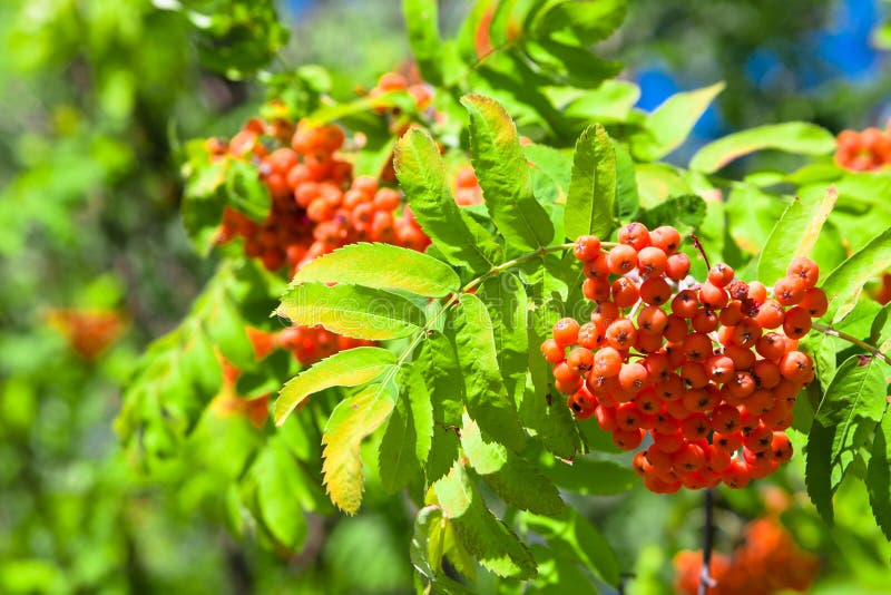 Chinese Tallow Tree stock image. Image of popcorn, environment - 111032673