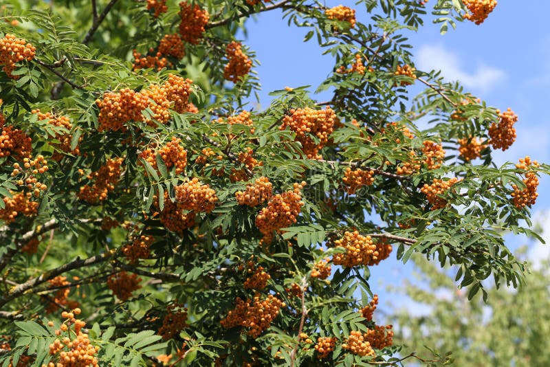 Rowanberries on a Rowanberry Tree Stock Photo - Image of closeup, tree ...