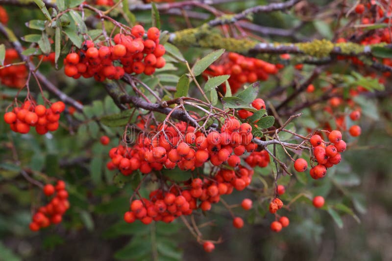 Rowanberries on a Rowanberry Tree Stock Image - Image of healthy ...