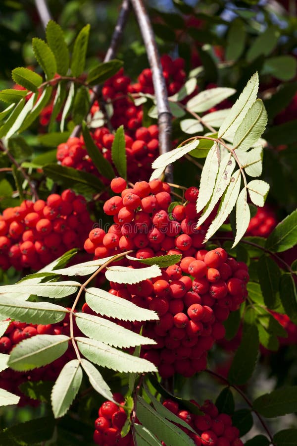 Rowanberry stock photo. Image of garden, berry, herbal - 12005568