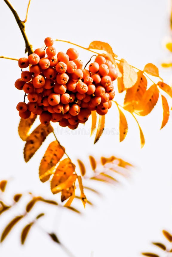 Rowanberry stock image. Image of fruit, beauty, rowan - 12691457