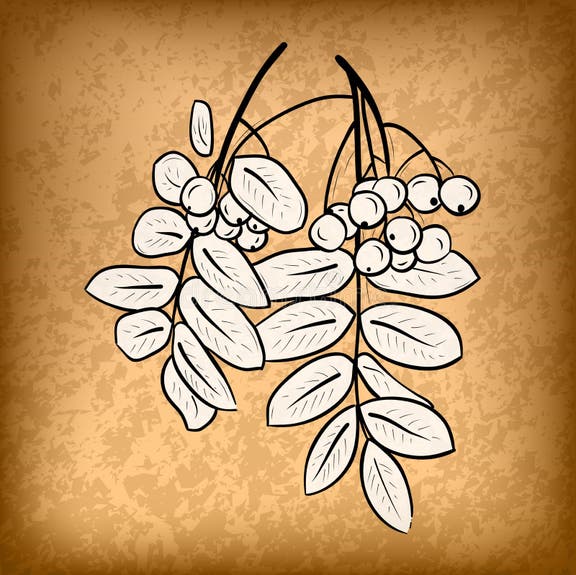 Rowanberry stock illustration. Illustration of natural - 21212698
