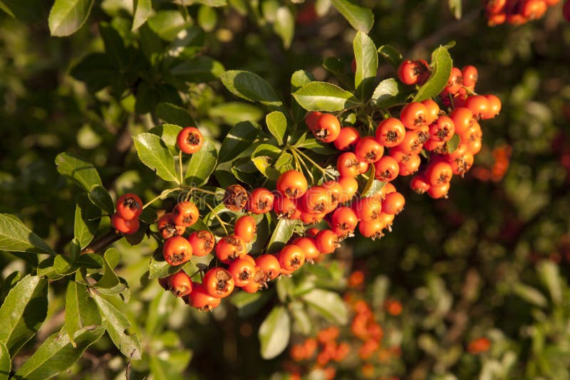 Rowanberry stock photo. Image of detail, macro, plant - 28166762