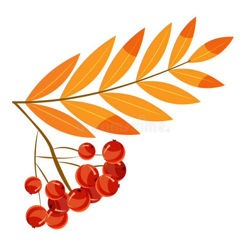 Rowanberry Branch Icon, Cartoon Style Stock Vector - Illustration of ...