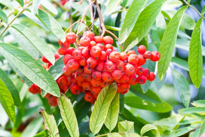 Rowanberry branch stock image. Image of shiny, sanddorn - 40317763