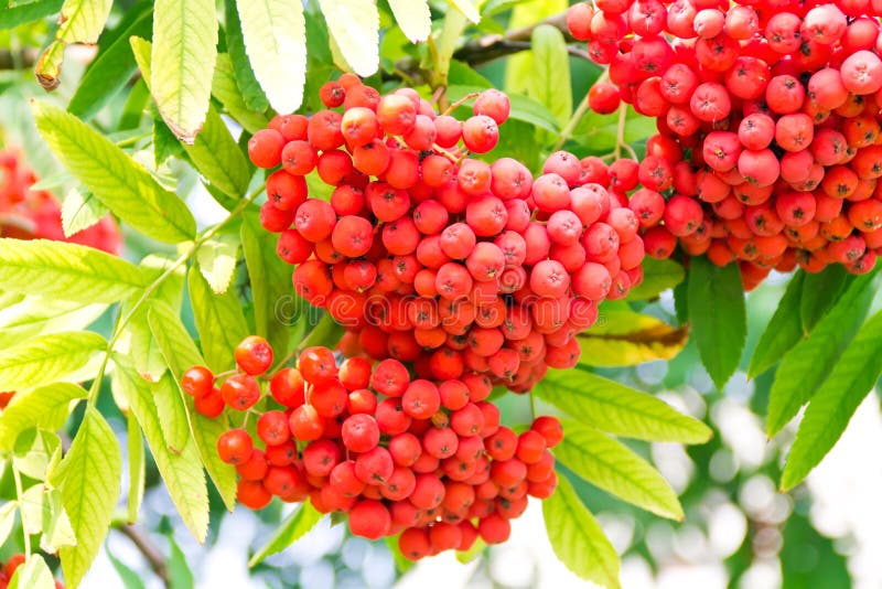 Rowanberry branch stock photo. Image of fruit, ripe, rowanberry - 40318516