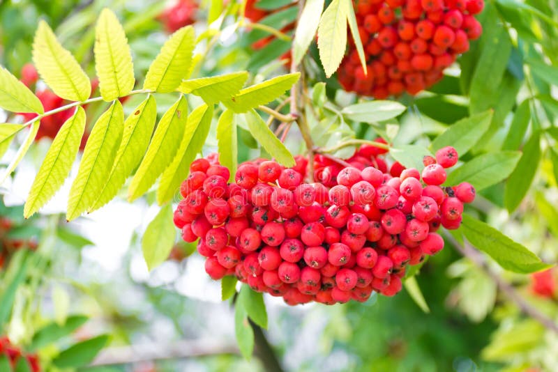 Rowanberry branch stock photo. Image of rowanberry, berry - 55563722