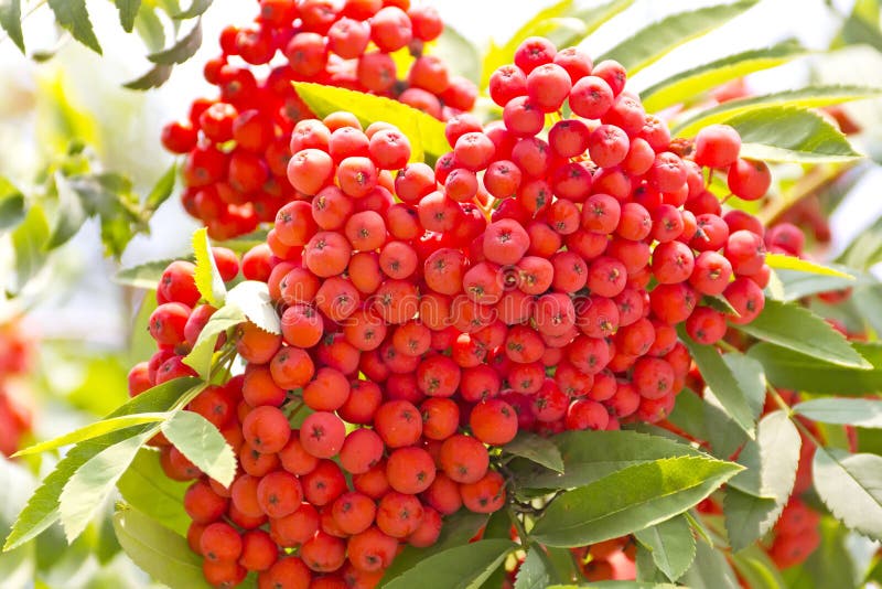 Rowanberry Branch in Summer Day Stock Image - Image of weihnachtlich ...