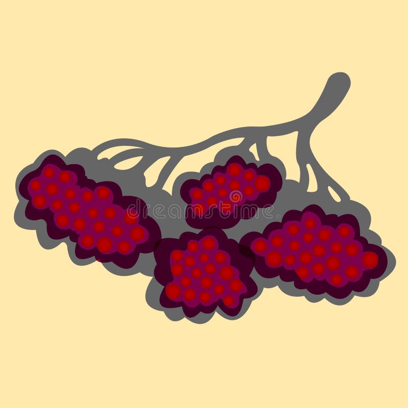 Rowanberry stock vector. Illustration of icon, wild, design - 67858773