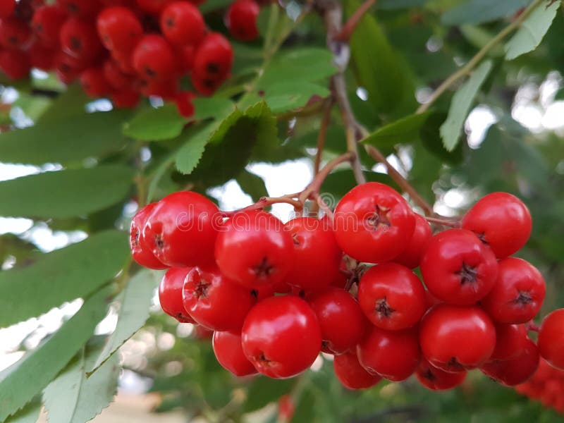 Nice Rowanberry Stock Photos - Free & Royalty-Free Stock Photos from ...