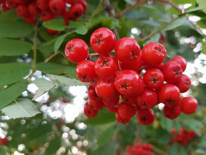 Rowanberry stock photo. Image of lingonberry, aquifoliaceae - 76702626