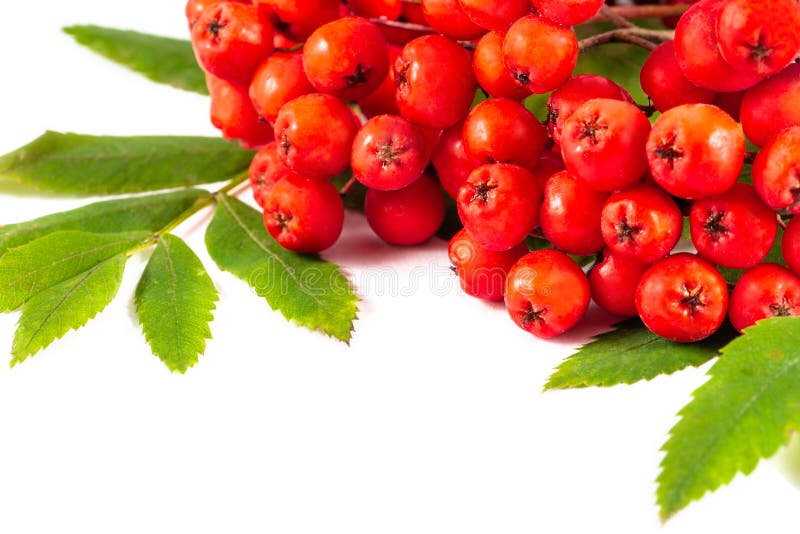 Rowan Branch Red Rowanberries Isolated Stock Image - Image of rowan ...