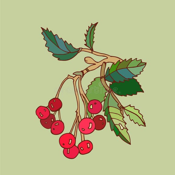 Rowanberry Vector Illustration Stock Vector - Illustration of forest ...