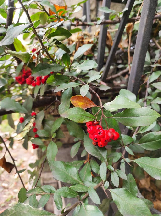 Rowanberry vegetation stock image. Image of beautiful - 235329721