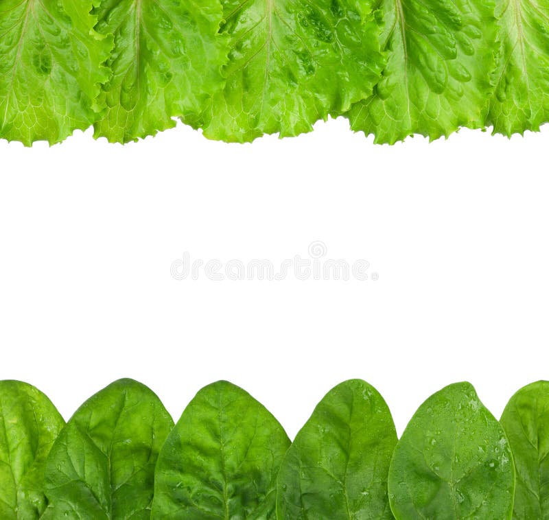 1,089 Spinach Border Stock Photos - Free & Royalty-Free Stock Photos ...