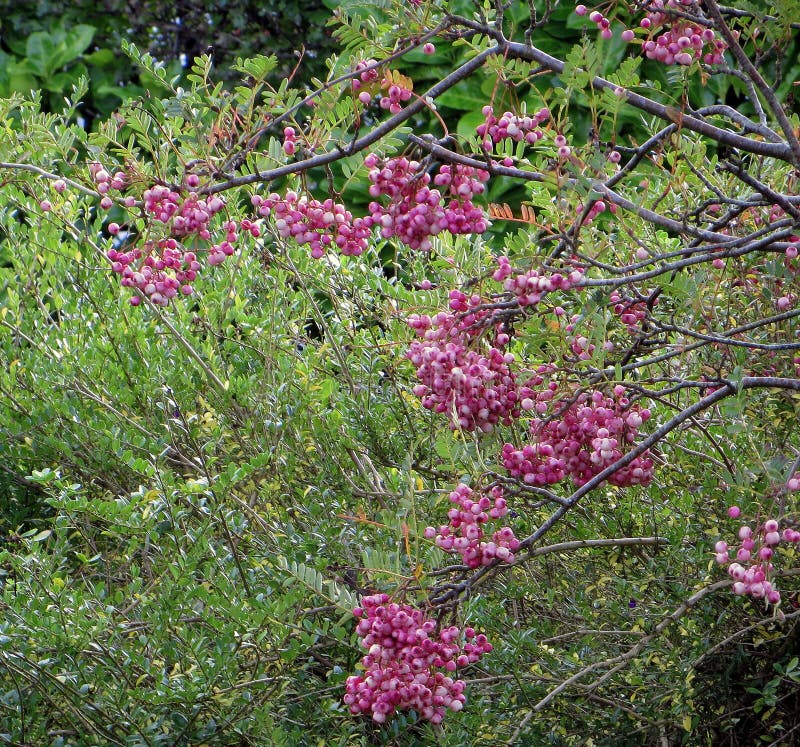 Rowen Mountain Ash Berries on Tree. Stock Image - Image of tree, green ...