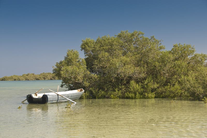 Rowing Boat Next To Mangrove Trees. Stock Photo - Image of seascape ...