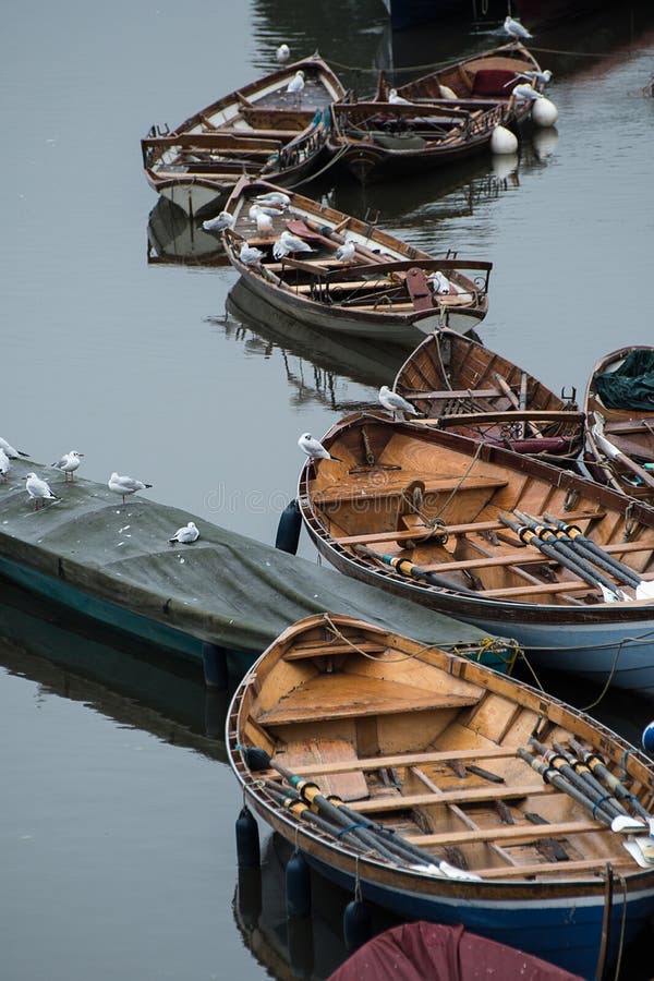 Rowing Boats at Richmond upon Thames, UK Stock Photo - Image of gulls ...