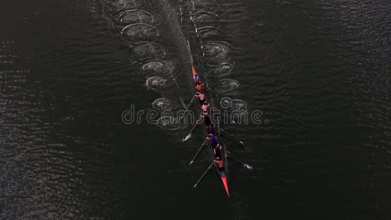Rowing Team Smoothly Gliding on Tranquil Water. Synchronized Movements ...