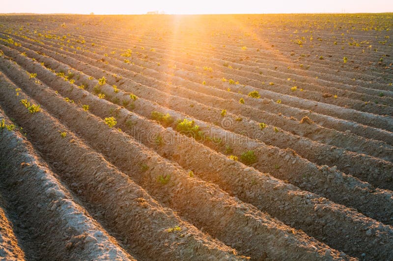 Rows on Agricultural Field Under Sunlight of Stock Photo - Image of ...