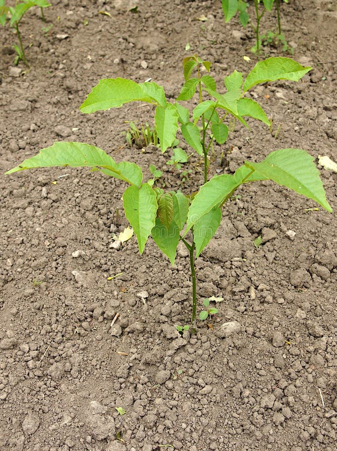 Rows of Annual Walnut Seedlings Stock Image - Image of leaves, garden ...