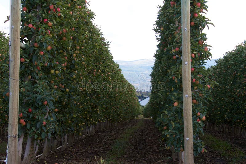 Rows of apple trees stock image. Image of green, fresh - 16276797