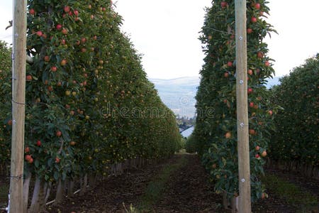 Rows of apple trees stock image. Image of green, fresh - 16276797