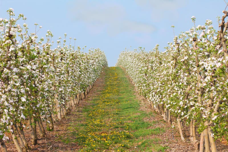 Rows of Apple Trees with Blossom in an Orchard Stock Photo - Image of ...