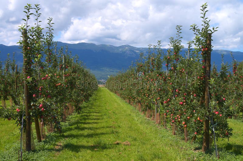 Rows of Apple Trees in an Apple Orchard on a Background of Green Grass ...