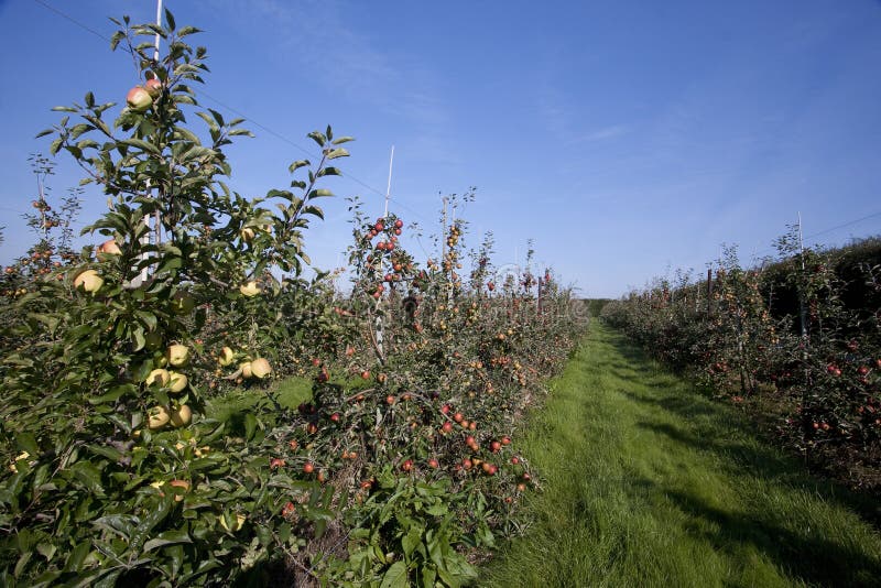 Rows of Apple Trees in an Orchard Stock Image - Image of harvest ...