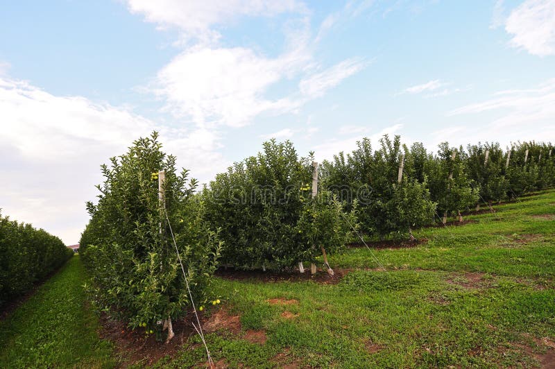 Rows of Apple Trees in an Apple Orchard on a Background of Green Grass ...
