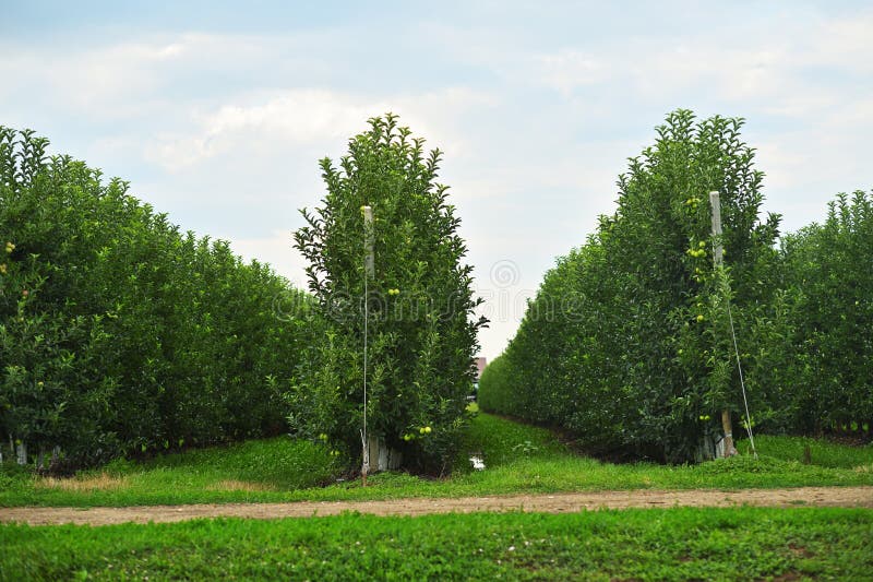 Rows of Apple Trees in an Apple Orchard on a Background of Green Grass ...