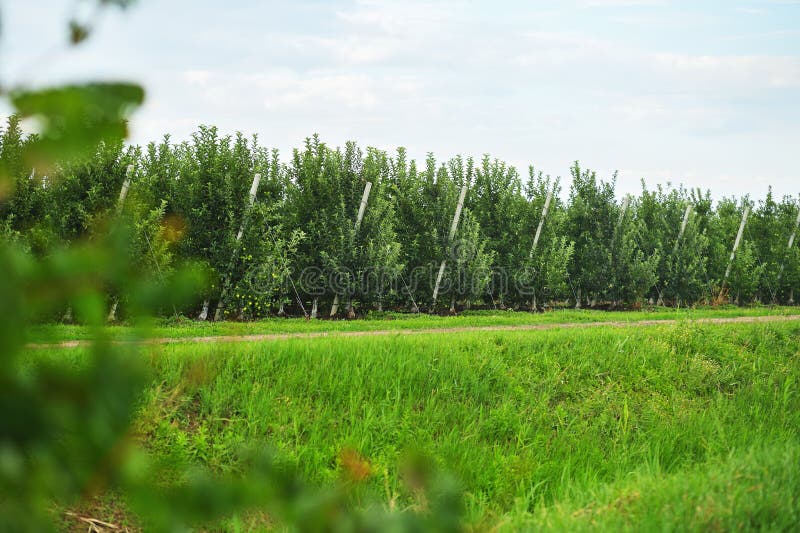 Rows of Apple Trees in an Apple Orchard on a Background of Green Grass ...