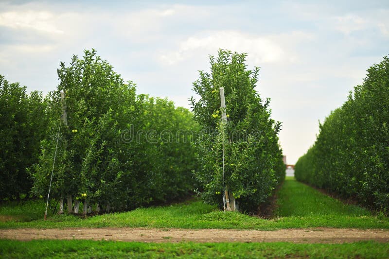 Rows of Apple Trees in an Apple Orchard on a Background of Green Grass ...