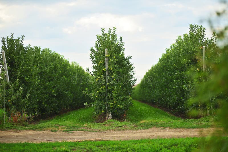 Rows of Apple Trees in an Apple Orchard on a Background of Green Grass ...