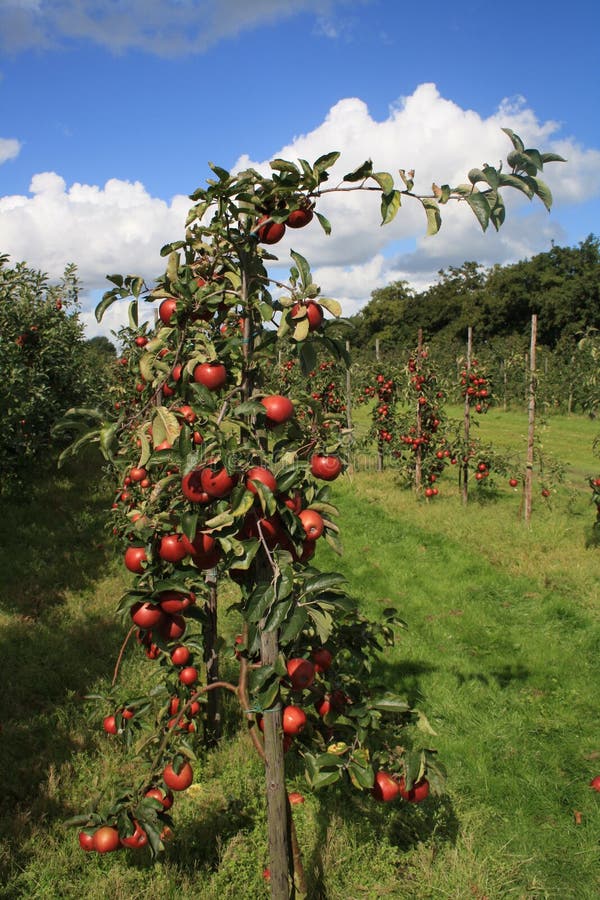 Rows apple trees orchard stock photo. Image of agriculture - 194557646