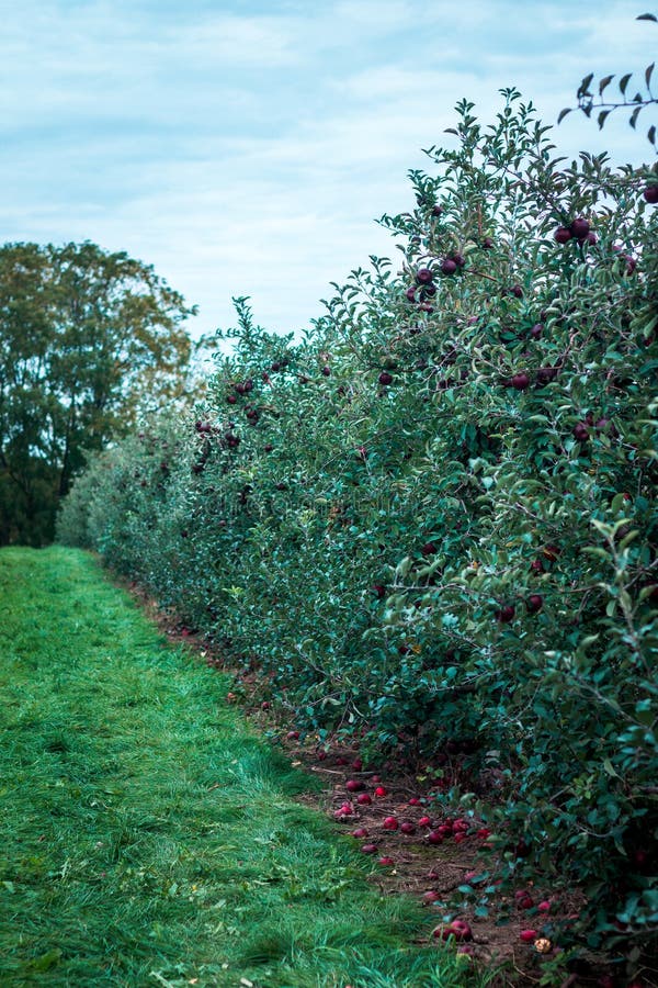 Rows of Apple Trees in an Apple Orchard on a Background of Green Grass ...