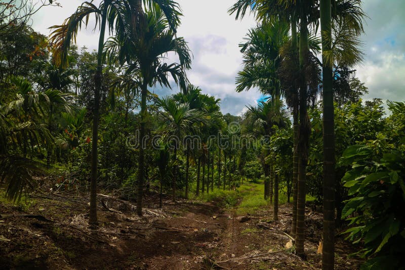 Rows of Areca Palm Trees that Have Started To Bear Fruit Stock Image ...