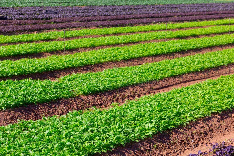 Rows of Arugula Growing on Farm Land Stock Photo - Image of spring ...