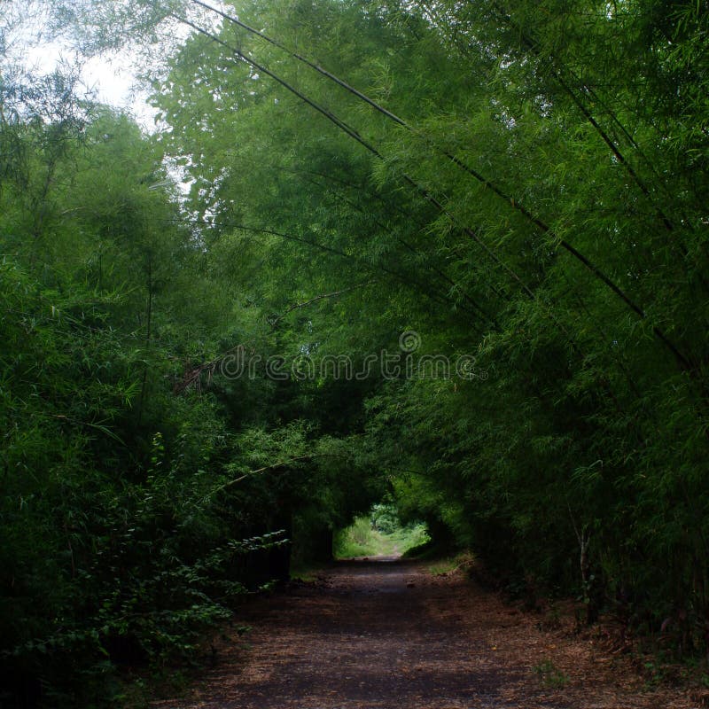 Rows of Bamboo Trees Along Both Sides of a Rough Road in a Rural ...